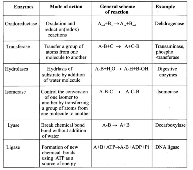 Samacheer Kalvi 11th Bio Botany Guide Chapter 8 Biomolecules – TN Board ...