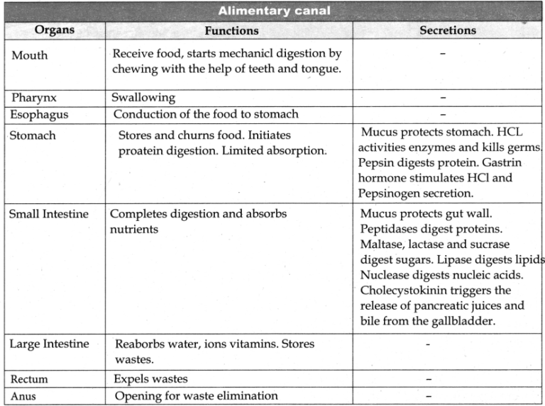 Samacheer Kalvi 11th Bio Zoology Guide Chapter 5 Digestion and ...